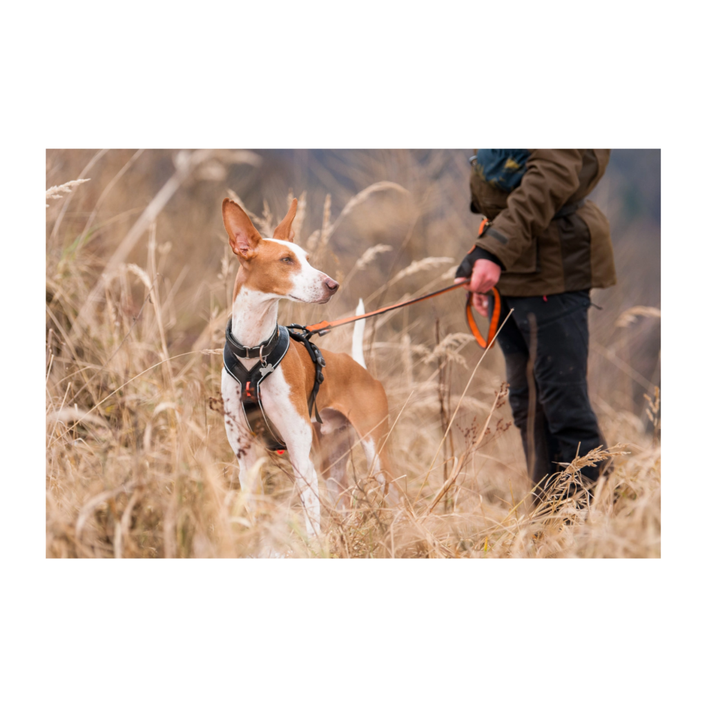 Non-stop Dogwear Line Harness Grip – 2FUR7 Pet Store